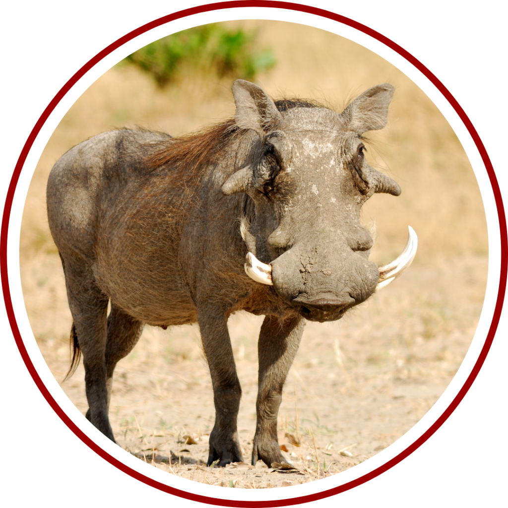 Rocklands Game Farm